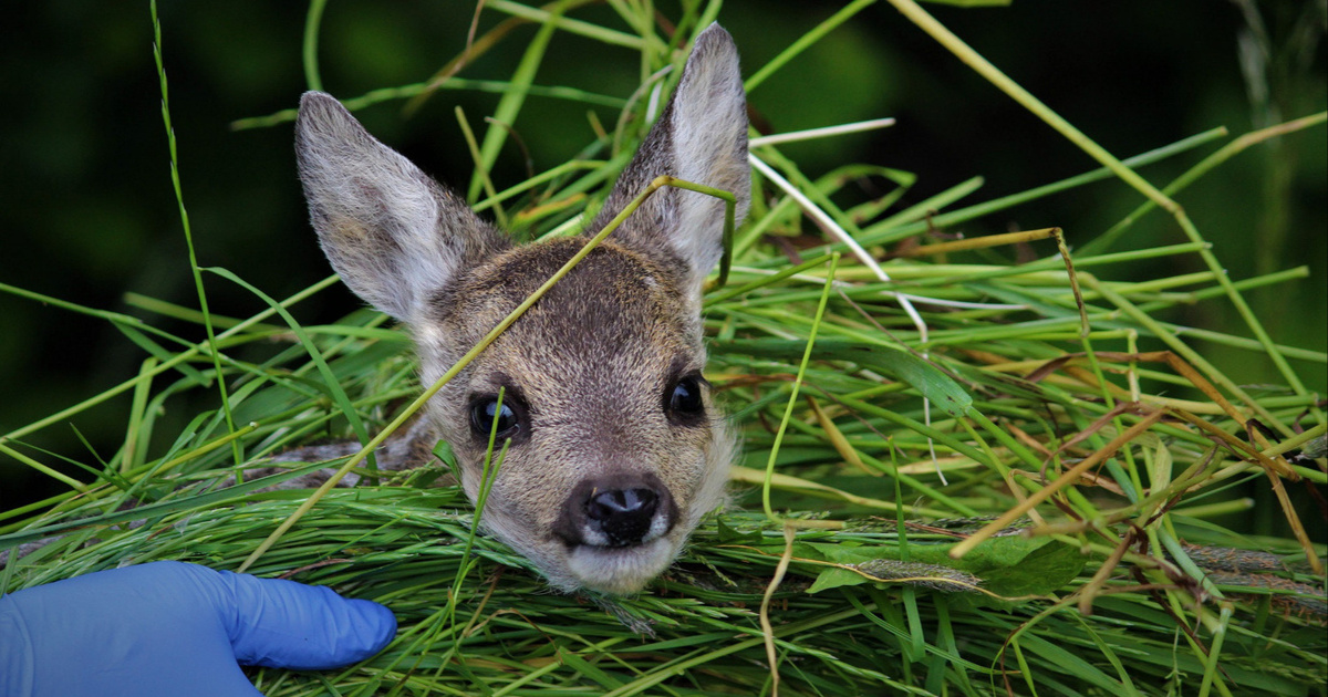 Rehkitzrettung - Effiziente Rettung mit Drohne - Lokalhelden.ch ...