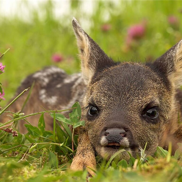 Rehkitzrettung - Effiziente Rettung mit Drohne - Lokalhelden.ch ...