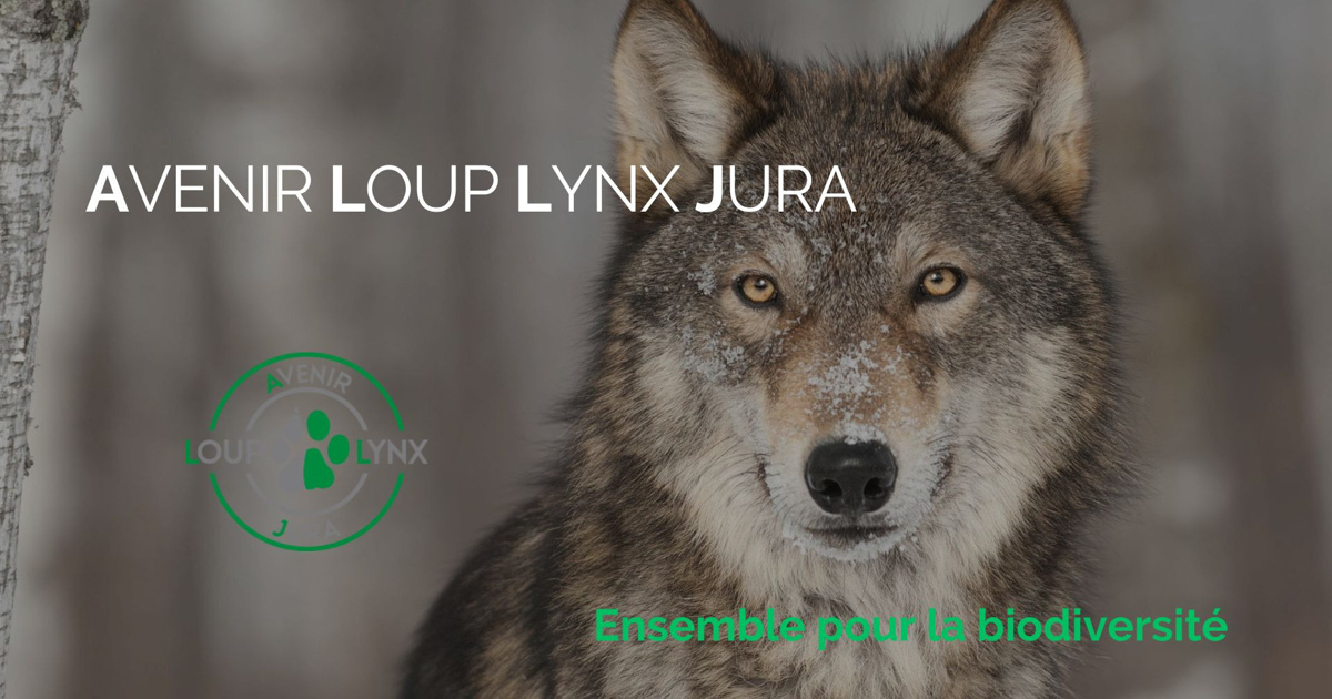 Le loup, entre projections et réalités scientifiques - heroslocaux.ch ...