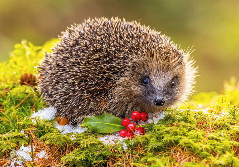 Igel-Hilfe.ch: Aufbau Igelstation - Lokalhelden.ch - Crowdfunding von ...